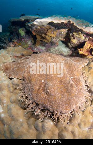Tasselled wobbegong (Eucrossorhinus dasypogon) at rest on the bottom ...