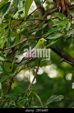 Male Grey Fronted Green Pigeon or Pompadour Green pigeon, Treron ...