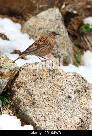 Altai Accentor; Himalayan Accentor; Prunella himalayana Stock Photo - Alamy