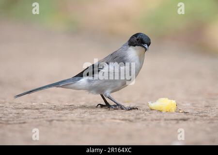 Black-headed Sibia (Heterophasia melanoleuca radcliffei) adult pair ...