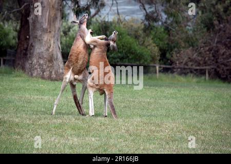 the two male kangaroos are fighting over who will end up mating with ...