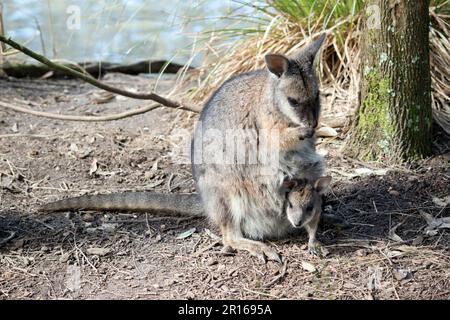 The tammar wallaby is a small grey wallaby with tan arms and white ...