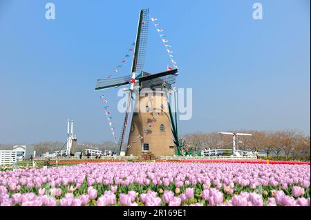 Sakura Furusato square Stock Photo - Alamy