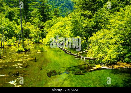 Primeval forest and subsoil water,?Kamikochi Stock Photo - Alamy