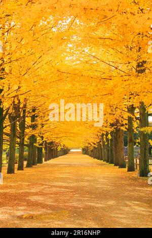 Street lined with gingko trees Stock Photo - Alamy