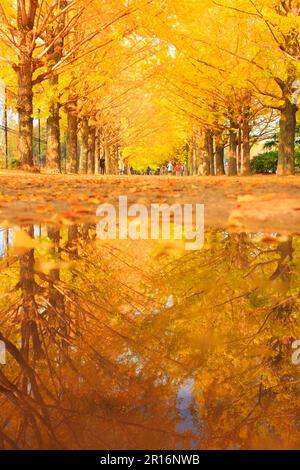 Ginkgo Tree-lined Street in Autumn Stock Photo - Alamy