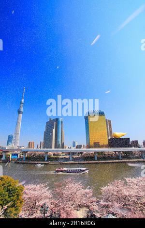 Cherry Blossom Petals in Sumida Park, Tokyo Skytree, Sumida River ...