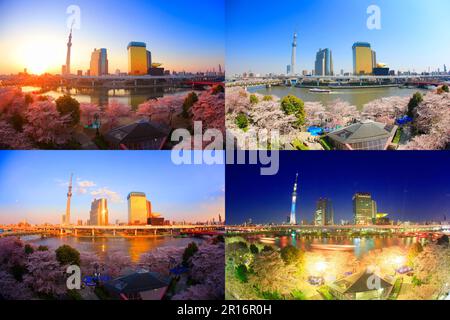 Morning, noon and evening views of Cherry blossom forest in Sumida Park ...