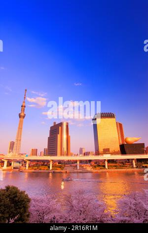 Cherry blossom forest in Sumida Park, Tokyo Skytree and Sumida River ...
