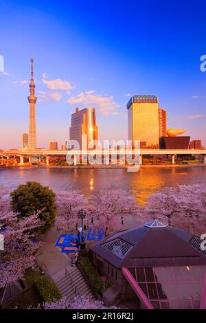 Cherry blossom forest in Sumida Park, glowing Tokyo Skytree and Sumida ...