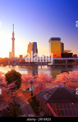 Cherry blossom forest in Sumida Park, glowing Tokyo Skytree and Sumida ...