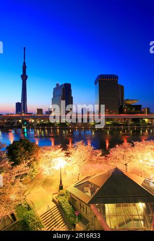 Lit Up Cherry Blossom Forest in Sumida Park in Morning, Tokyo Skytree ...