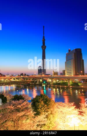 Lit Up Cherry Blossom Forest in Sumida Park in Morning, Tokyo Skytree ...