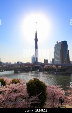 Cherry blossom forest in Sumida Park, glowing Tokyo Skytree and Sumida ...