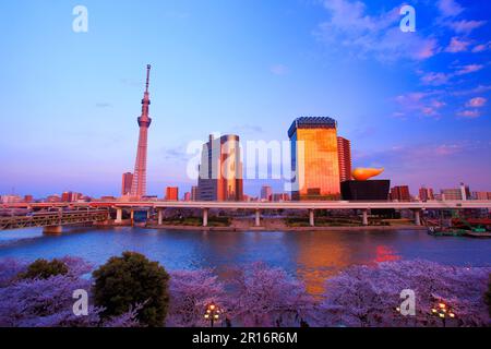 Cherry blossom forest in Sumida Park, Tokyo Skytree and Sumida River ...