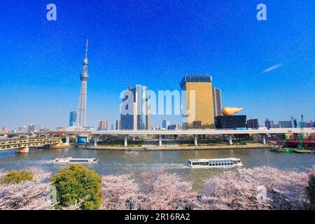 Cherry Blossom Petals in Sumida Park, Tokyo Skytree, Sumida River ...