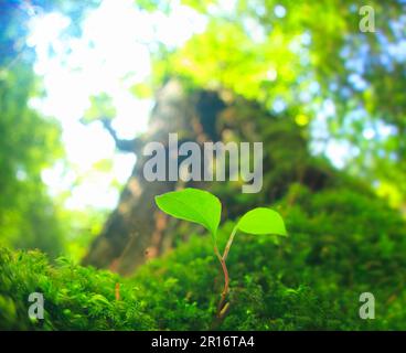 Seven cedar trees and buds growing in moss Stock Photo - Alamy