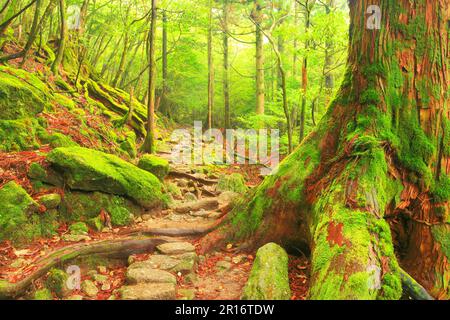 Mountain trail with Yakusugi tree Stock Photo - Alamy
