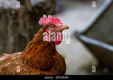 Portrait of the red orpington chicken hen nibbling on the green grass ...