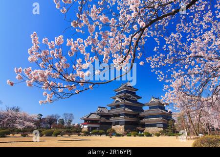 Edohigan(double weeping rosebud cherry) and Matsumoto Castle Stock ...