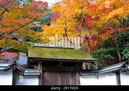 Maple of Nara Yamatoji, crimson foliage Muroji temple main hall Stock ...