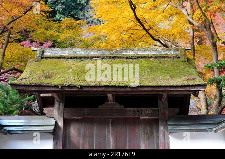 Maple of Nara Yamatoji, crimson foliage Muroji temple main hall Stock ...