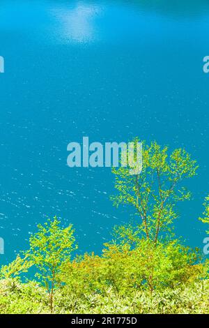 Onuma pond and a fresh green tree Stock Photo - Alamy