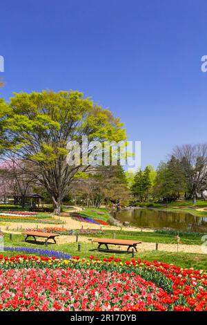 Showa Memorial Park with blooming tulips Stock Photo - Alamy