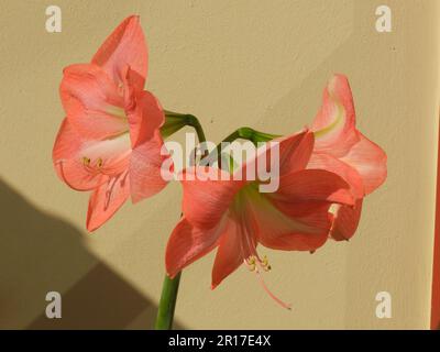 Flowering Amaryllis hybrid (Hippeastrum Stock Photo - Alamy