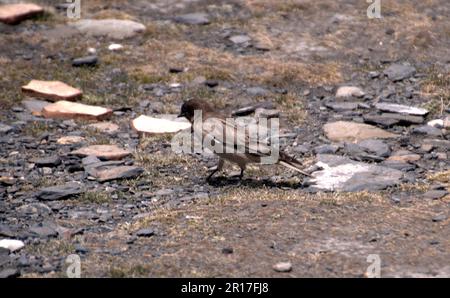 People's Republic of China, Tibet: Brandt's Mountain Finch (Leucosticte ...