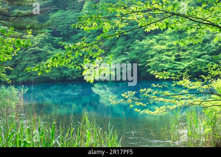 Verdant Goshikinuma, Bishamon swamp Stock Photo - Alamy