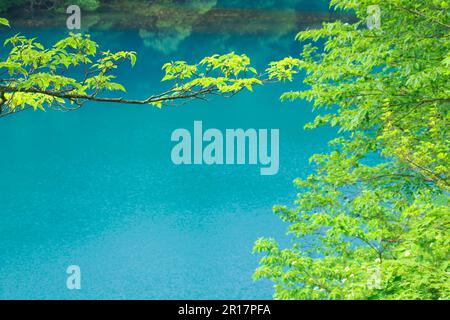 Verdant Goshikinuma, Bishamon swamp Stock Photo - Alamy