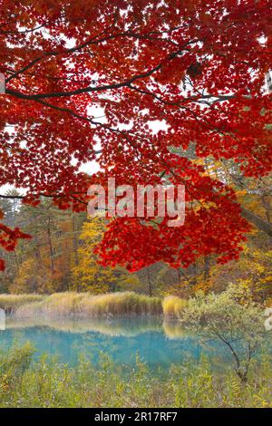 Colored autumn leaves of Ruri Swamp Stock Photo - Alamy