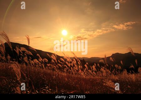 Pampas grass on the Soni plateau and the sunset Stock Photo - Alamy
