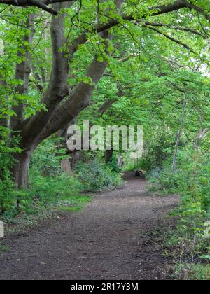 Riperian day hike pathway along the Wandle River in Morden Hall Park ...