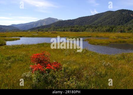 Ozegahara overlooking Mount Shibutsu Stock Photo - Alamy