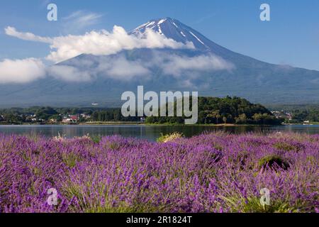 Oishi Park Japan with flower in front Stock Photo - Alamy