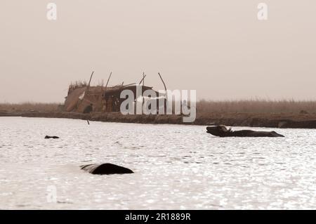 Traditional Marsh Arab buildings, constructed using reeds, Southern ...