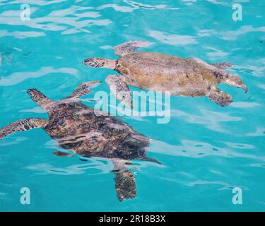 Two turtles swimming side by side in the water, turtles, Caspian turtle ...