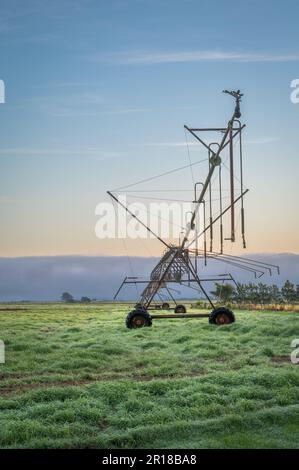 The rising sun slowly burns off the fog in a farm paddock of improved ...
