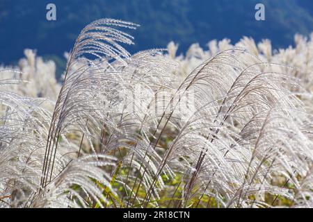 Japanese plume grass of Hiruzen plateau Stock Photo - Alamy