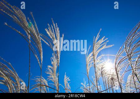 Japanese plume grass of Hiruzen plateau Stock Photo - Alamy