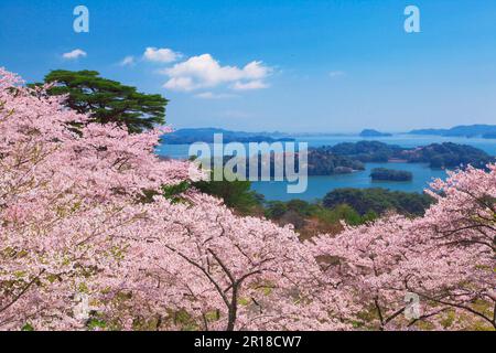 Matsushima and cherry of Matsy park of Saigyo Modoshi Stock Photo - Alamy