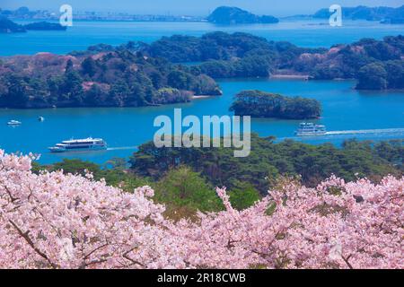 Matsushima and cherry of Matsy park of Saigyo Modoshi Stock Photo - Alamy