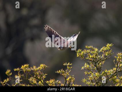 Male Kestrel diving for Prey Stock Photo - Alamy