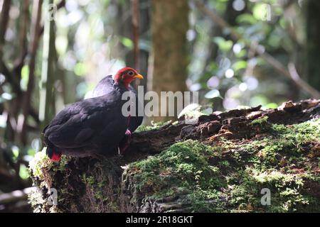 Crimson-headed partridge (Haematortyx sanguiniceps) in Sabah, North ...