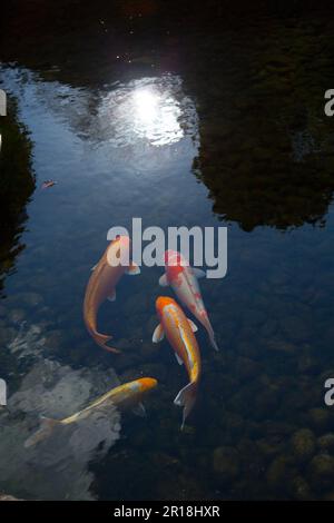 fancy carp in the Korakuen garden Stock Photo - Alamy