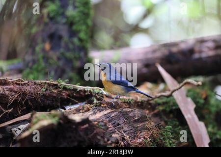 Bornean Blue Flycatcher (Cyornis superbus) in Sabah, Borneo, Malaysia ...