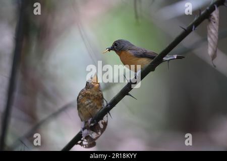 Bornean Blue Flycatcher (Cyornis superbus) in Sabah, Borneo, Malaysia ...