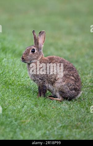 Always on the Alert Stock Photo - Alamy